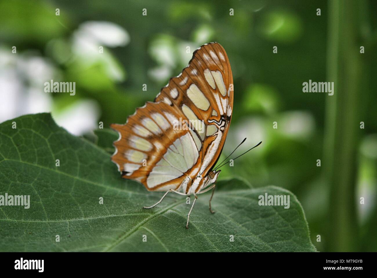 Common wanderer butterfly hi-res stock photography and images - Alamy
