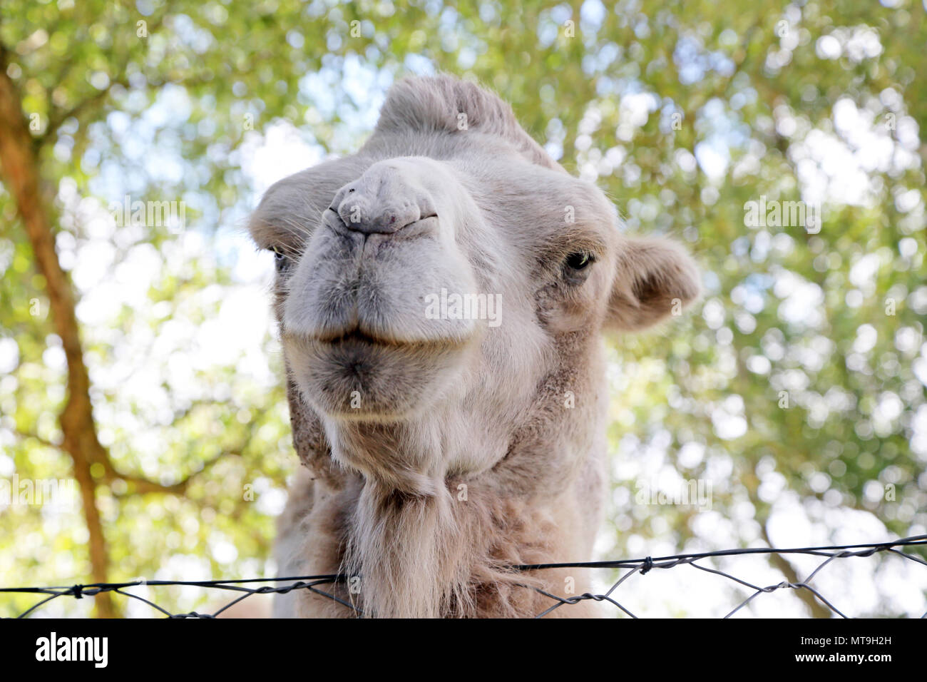 Camel nostril hi-res stock photography and images - Alamy