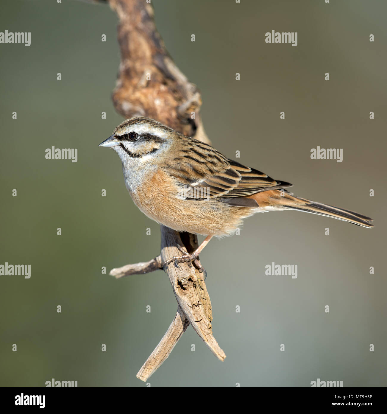 Rock bunting hi-res stock photography and images - Alamy