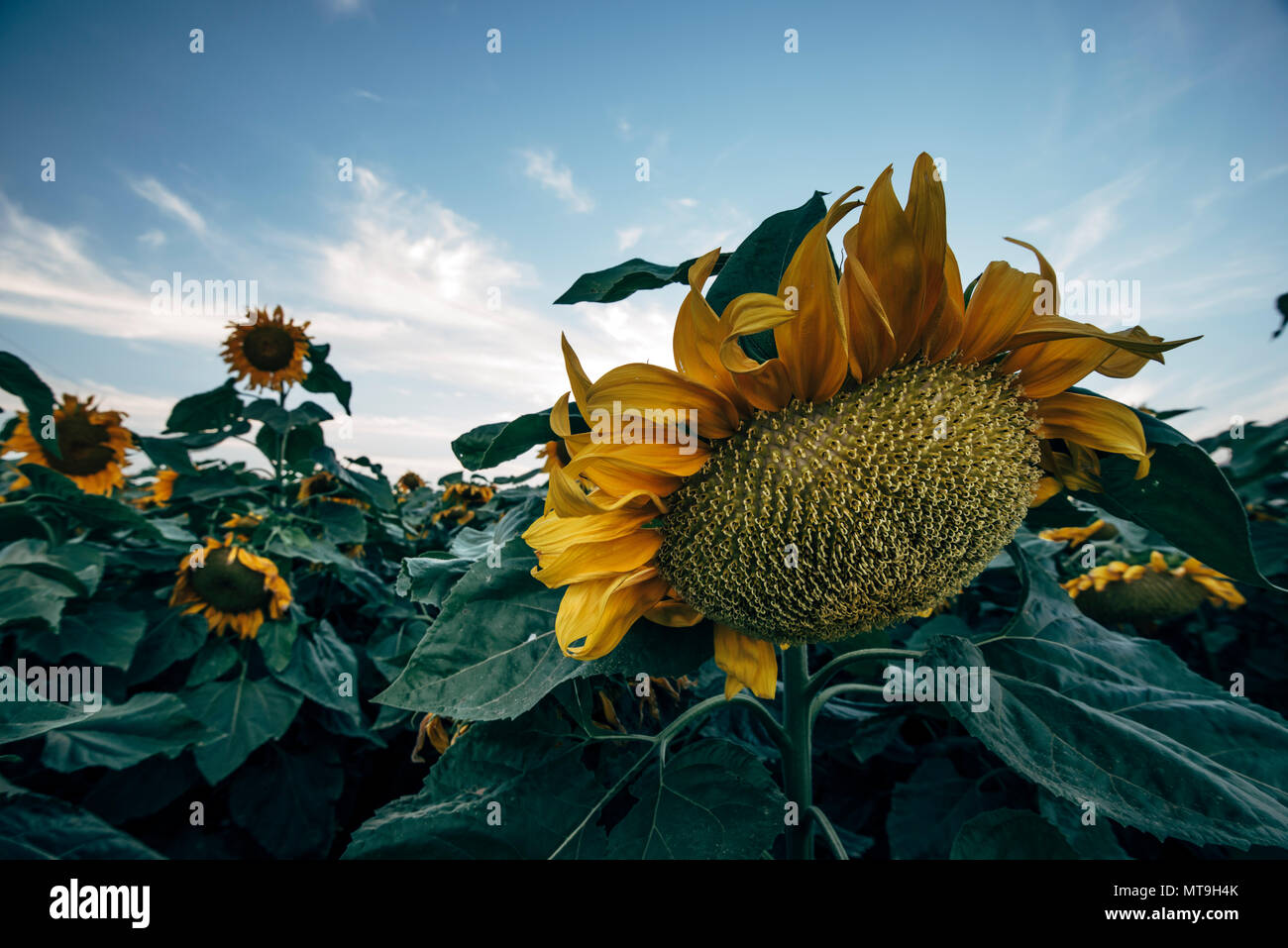 Landscapes of sunflower fields blooming in spring and summer time ...