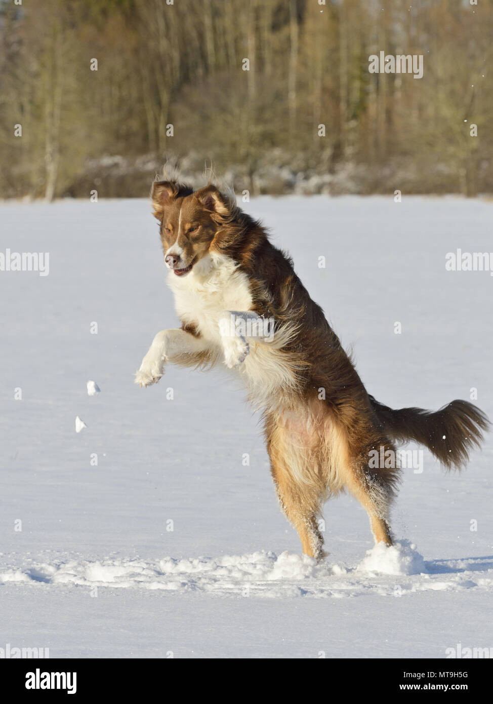 Leaping australian shepherd hi-res stock photography and images - Alamy