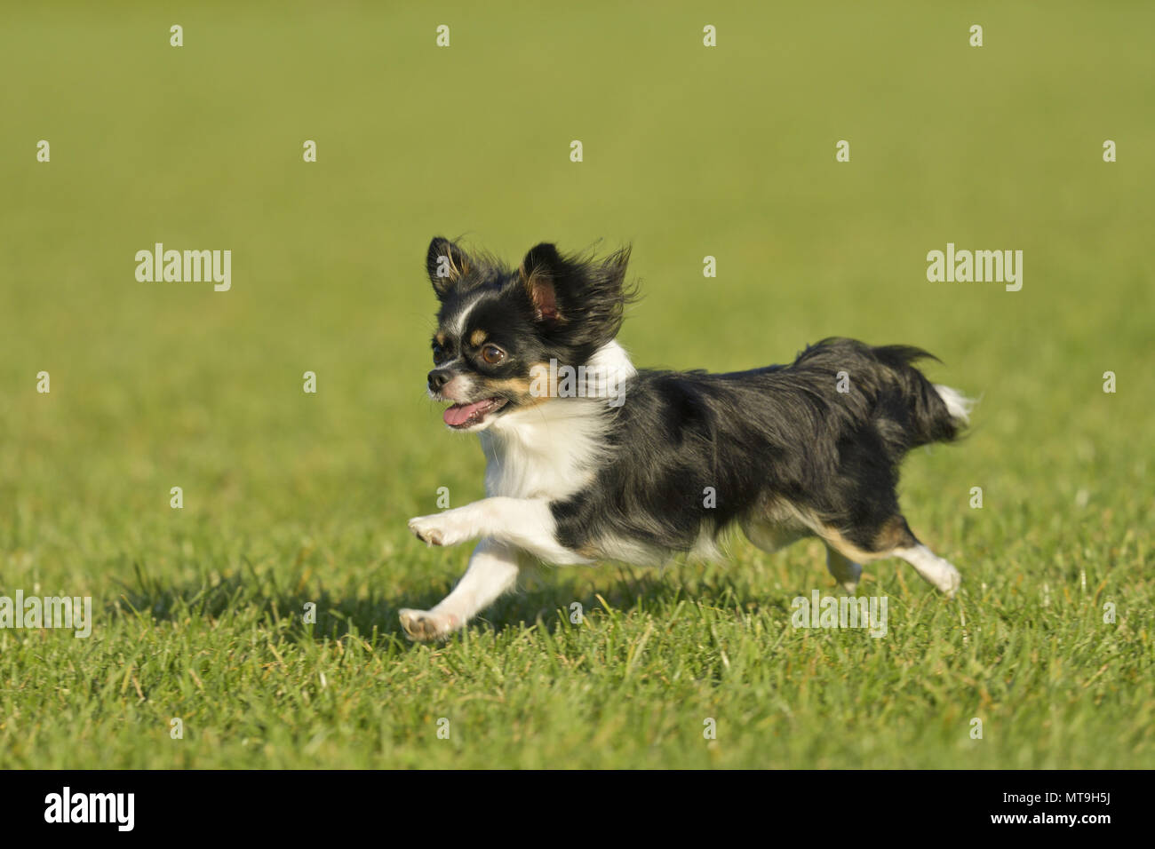 Chihuahua running hi-res stock photography and images - Alamy