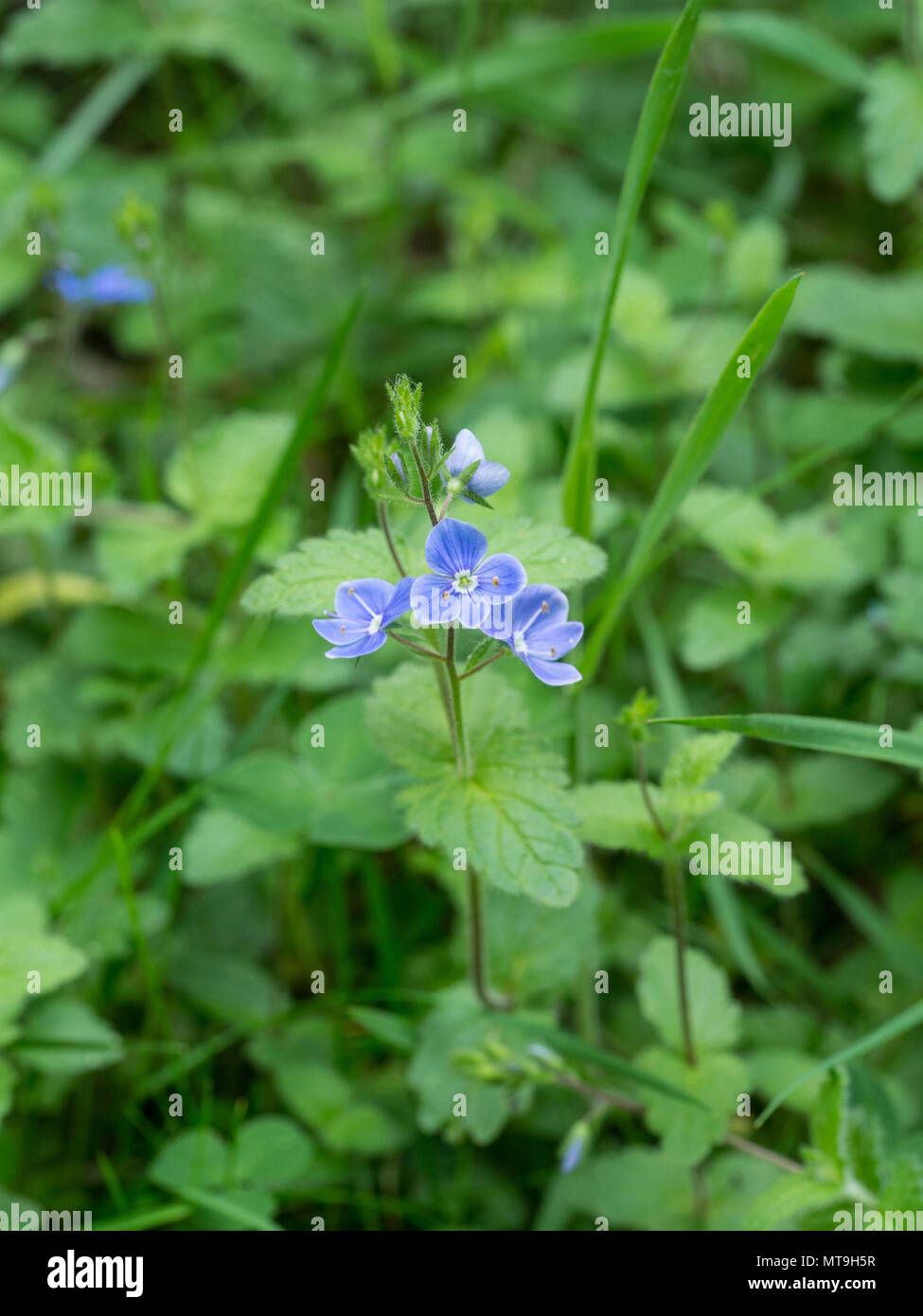 Common speedwell hi-res stock photography and images - Alamy