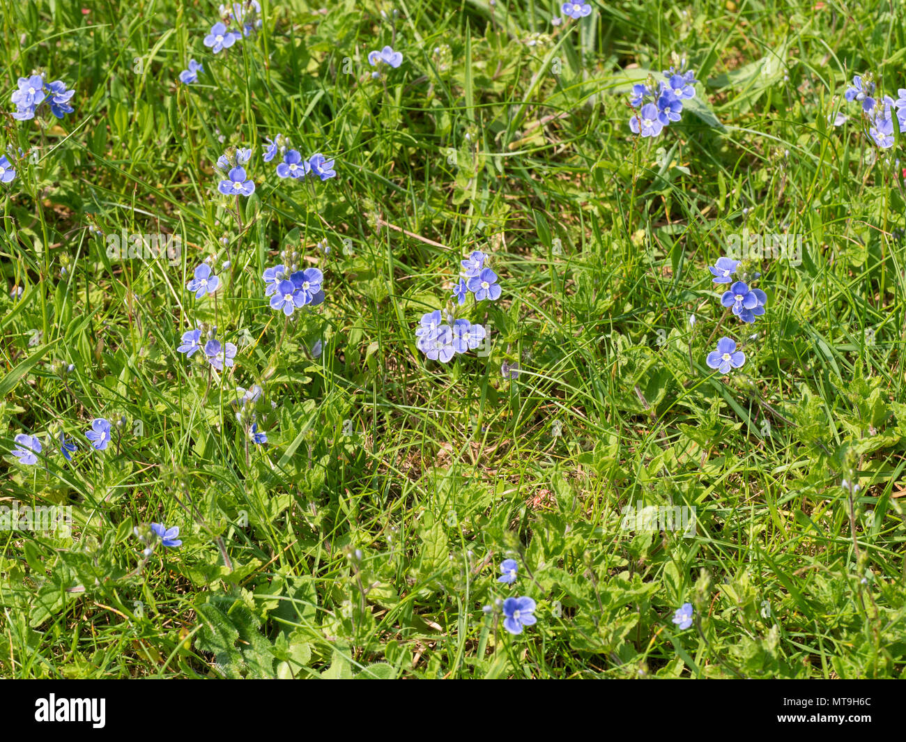 A patch of the common wildflower speedwell showing flowers and foliage ...