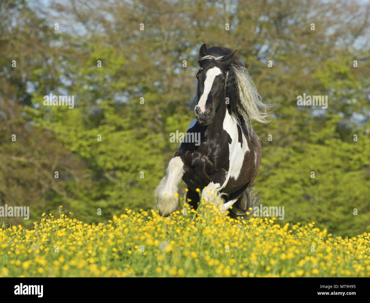 Piebald horse hi-res stock photography and images - Alamy