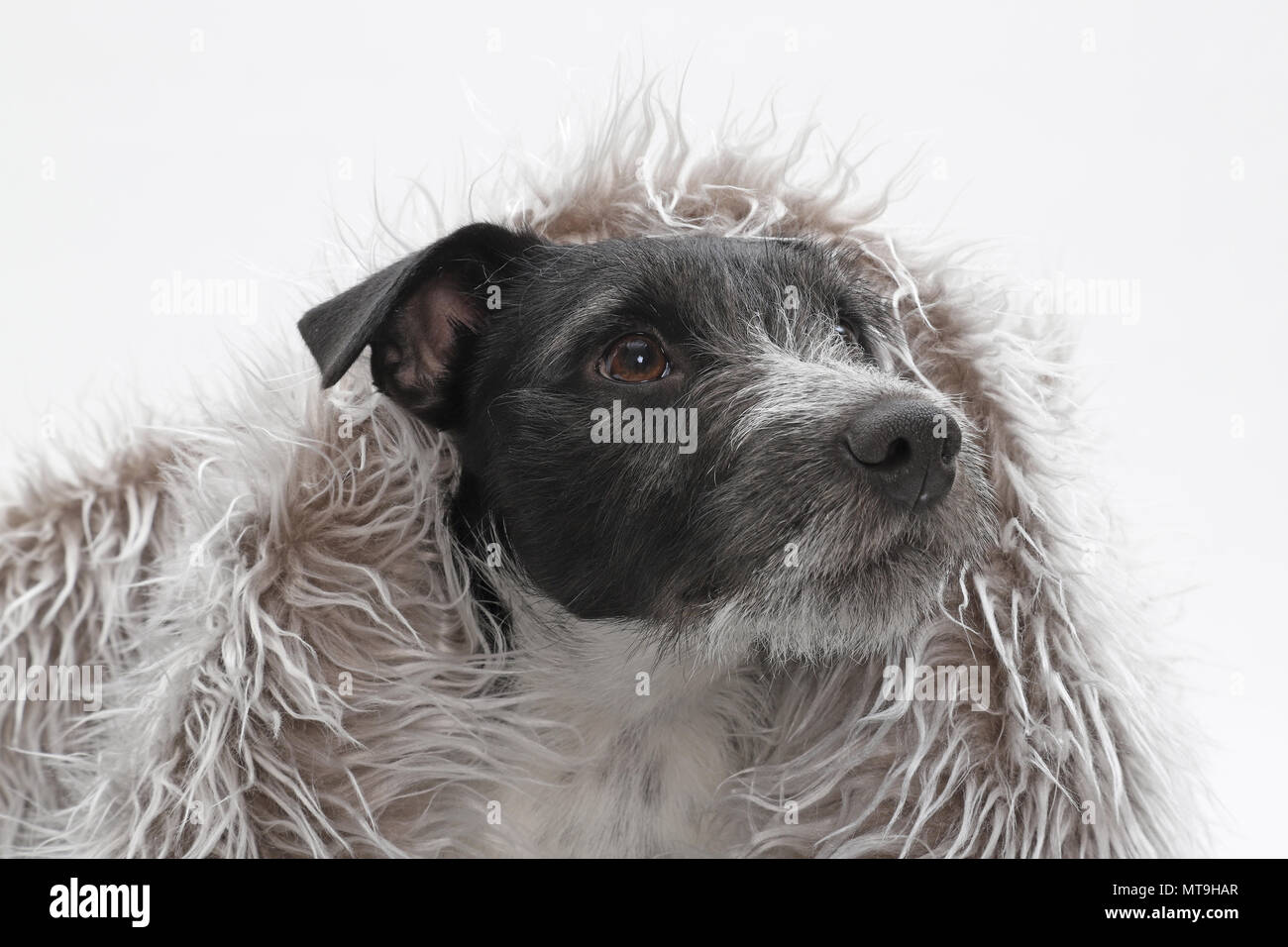 Old jack russell hi-res stock photography and images - Alamy