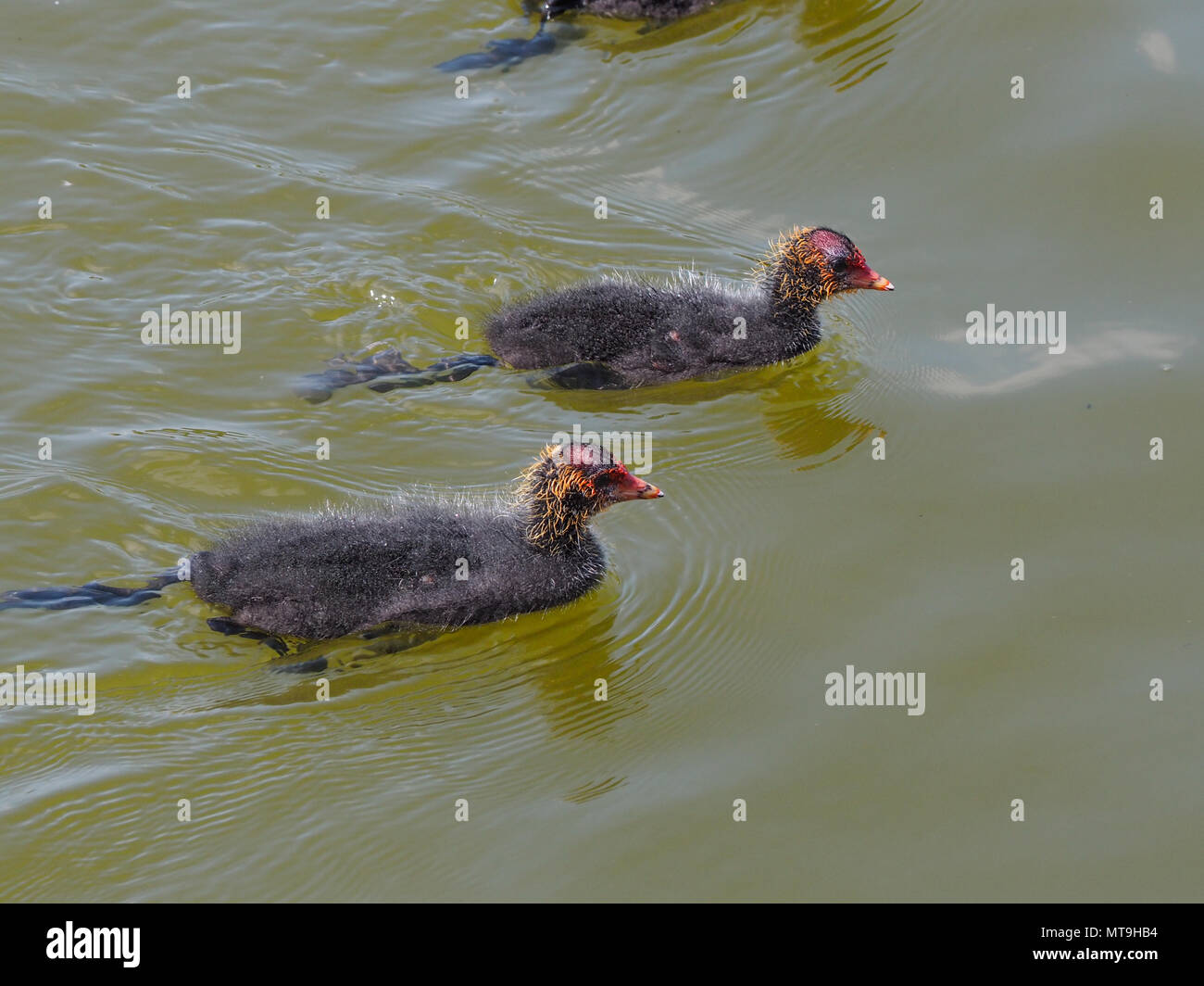 Two young coot chicks swimming together showing their orange heads ...