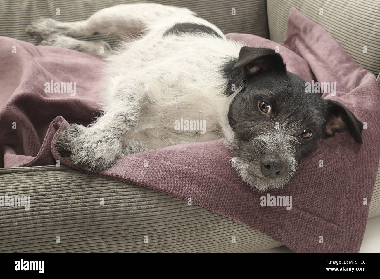 Jack Russell Terrier. Adult dog (2 years old) lying on a blanket on a ...