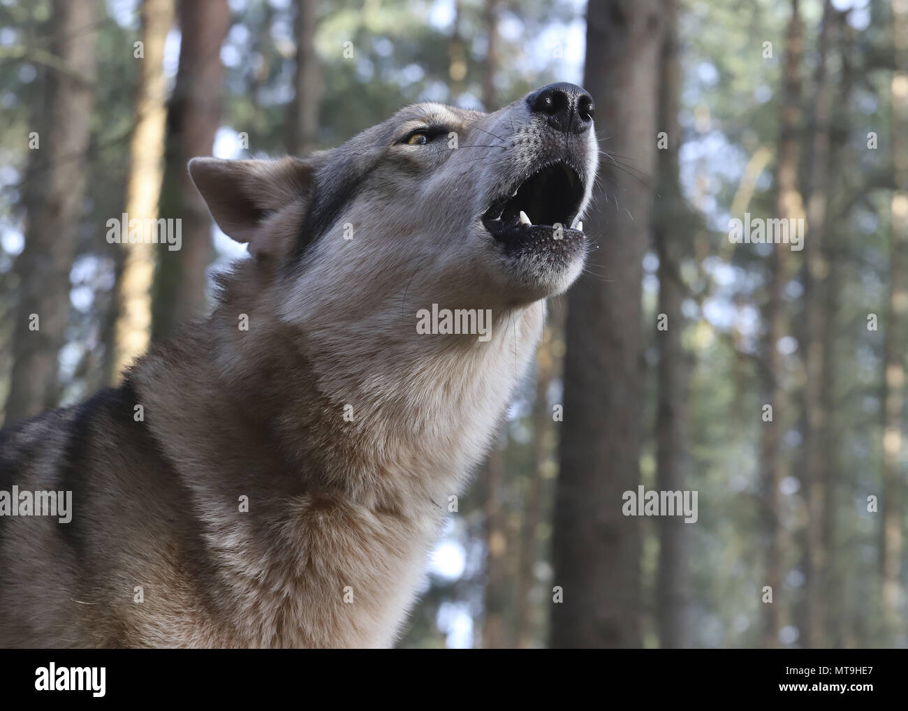 One howling hi-res stock photography and images - Alamy