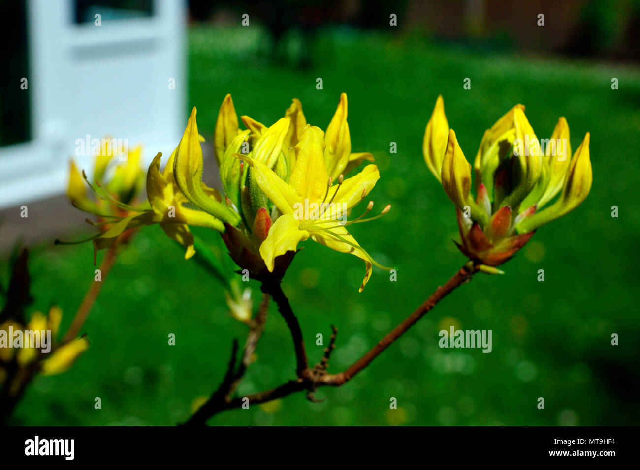 Yellow honey nectar azalea hi-res stock photography and images - Alamy