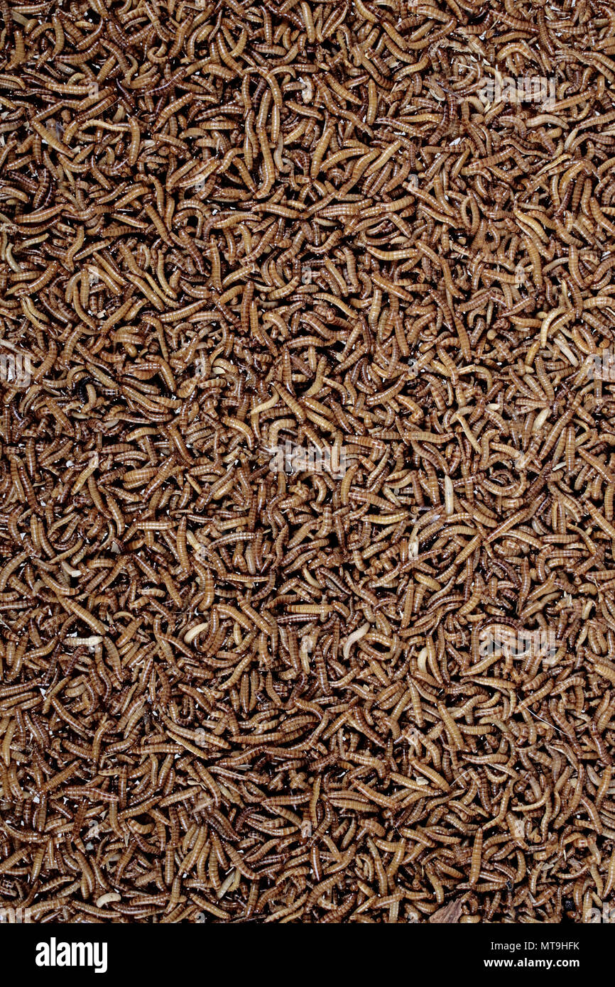 Mealworm Beetle (Tenebrio molitor), larvae (mealworms), seen from above ...