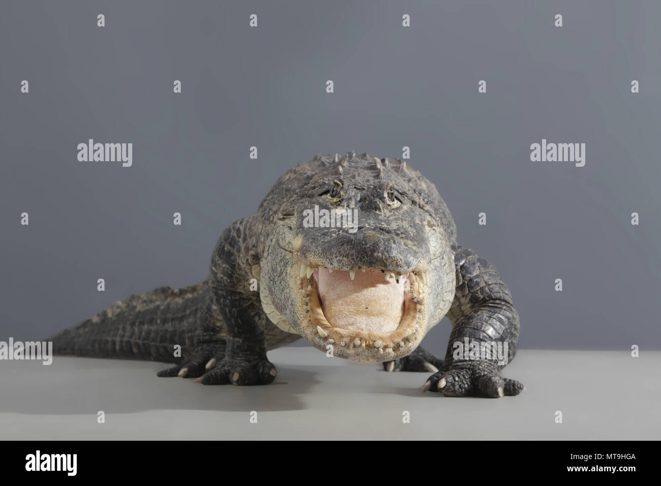 American Alligator (Alligator mississippiensis) standing, seen head-on ...