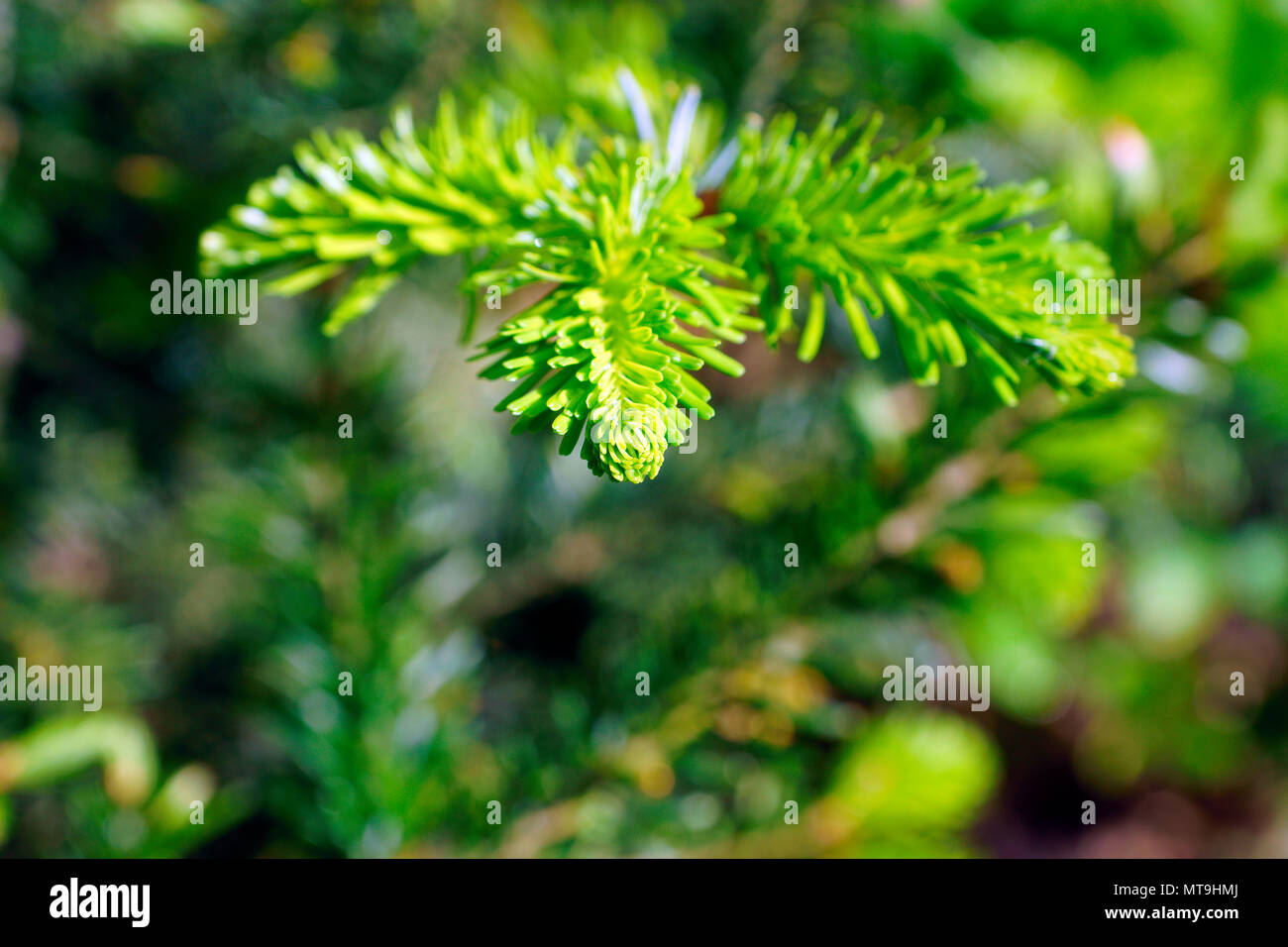 YOUNG SHOOTS IN SPRING Stock Photo - Alamy