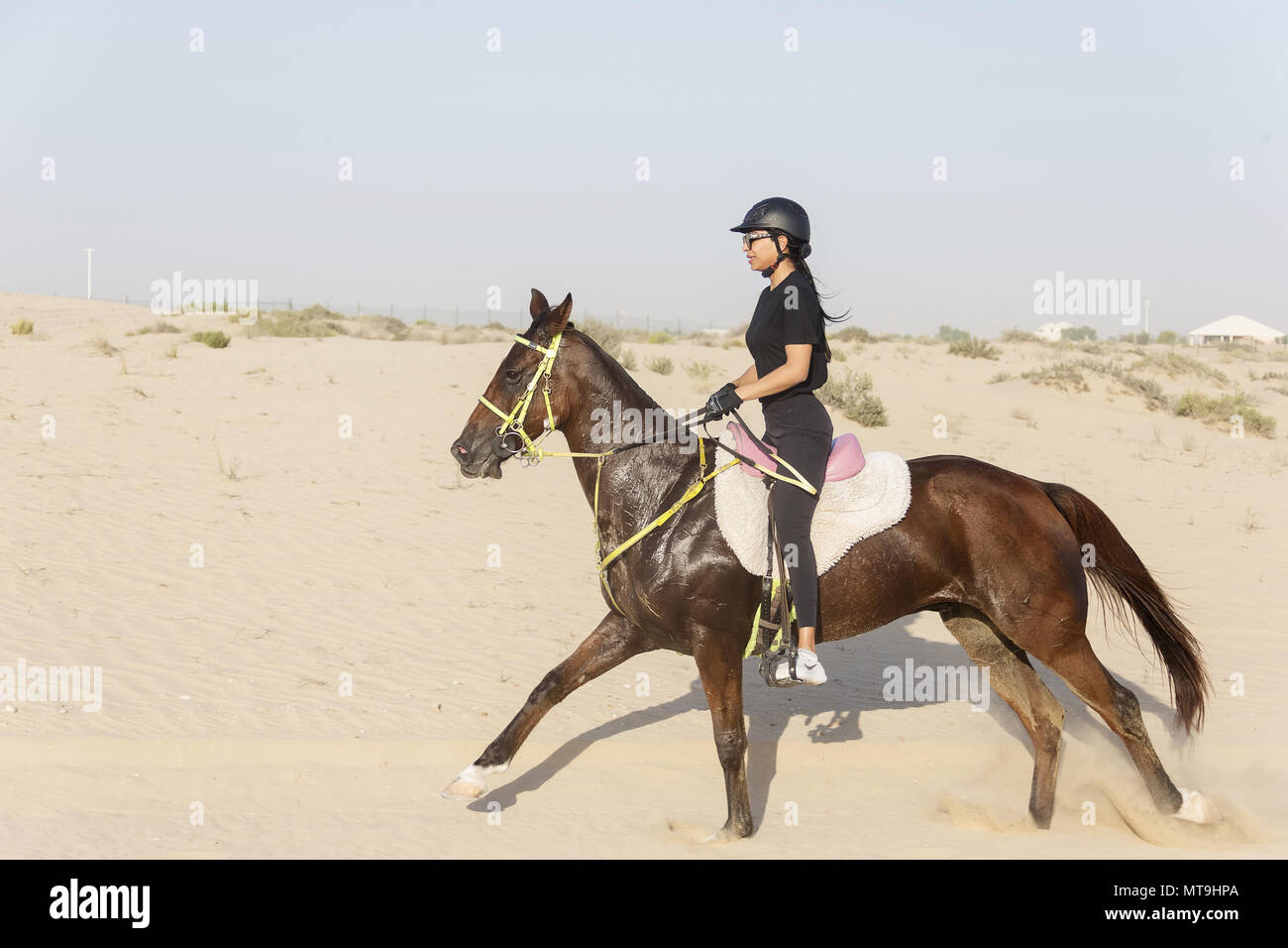 Arabian Horse. Endurance rider galloping in the desert. Abu Dhabi Stock ...