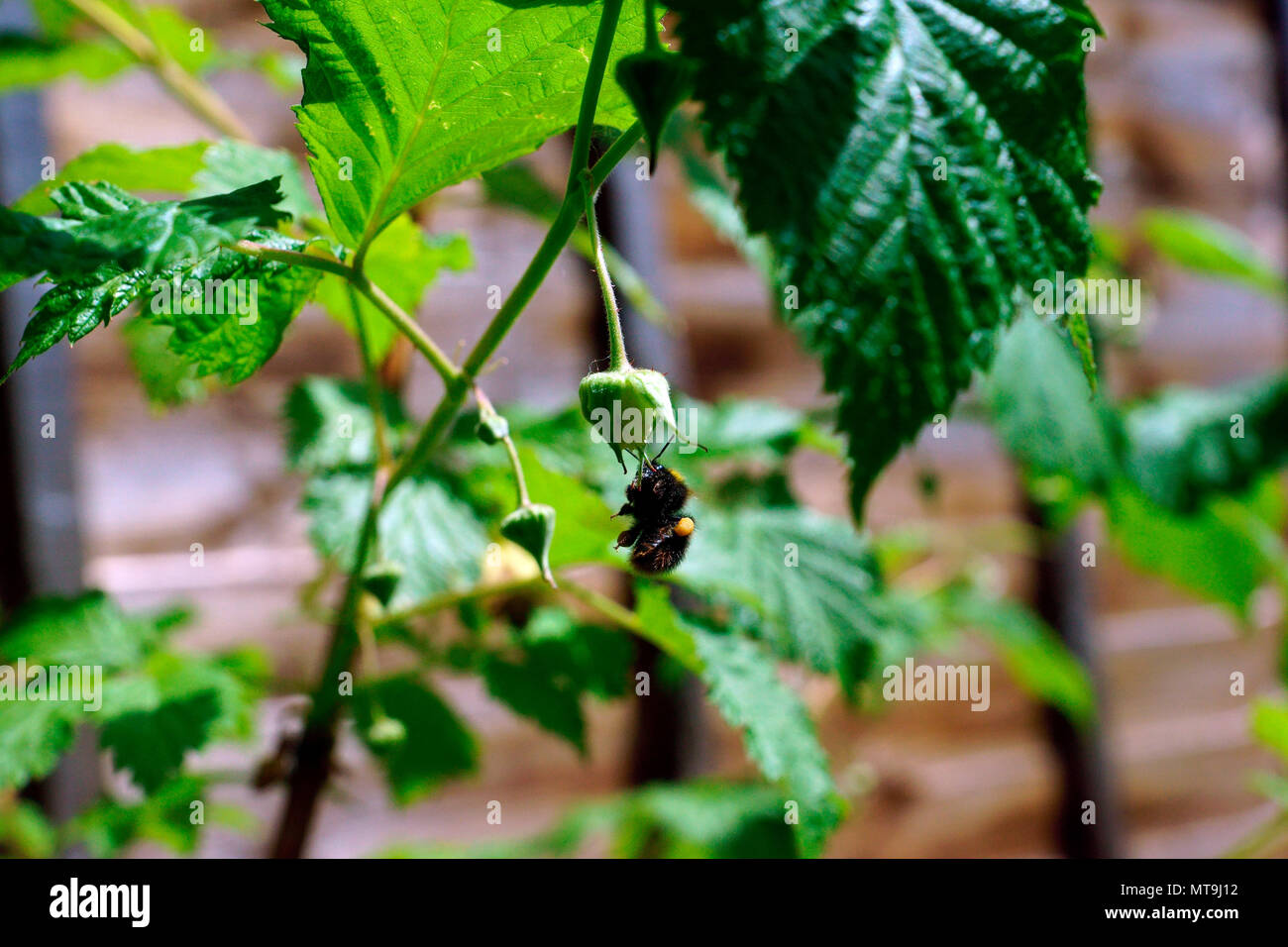 Swarm honey bees eusocial hi-res stock photography and images - Alamy