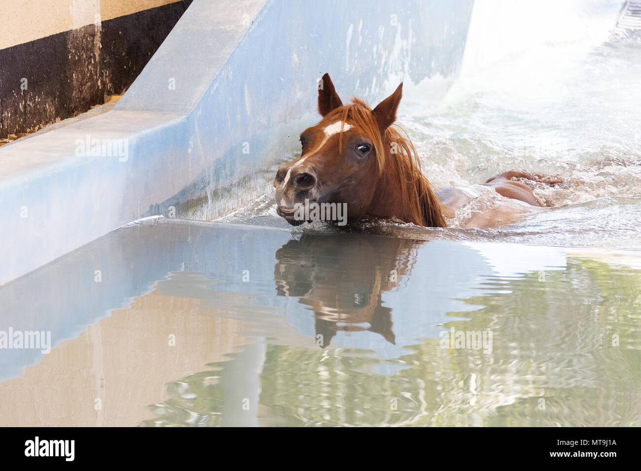 Arabian Horse. Chestnut stallion swimming in a pool. Abu Dhabi Stock ...