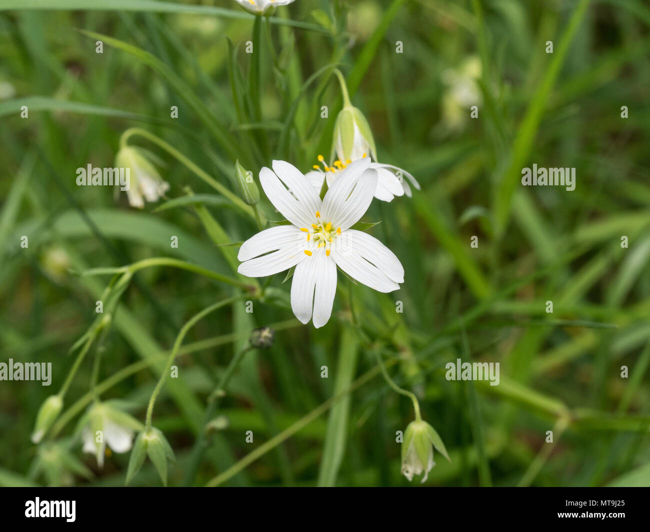 A close up of a single flower of stitchwort showing the star shaped ...