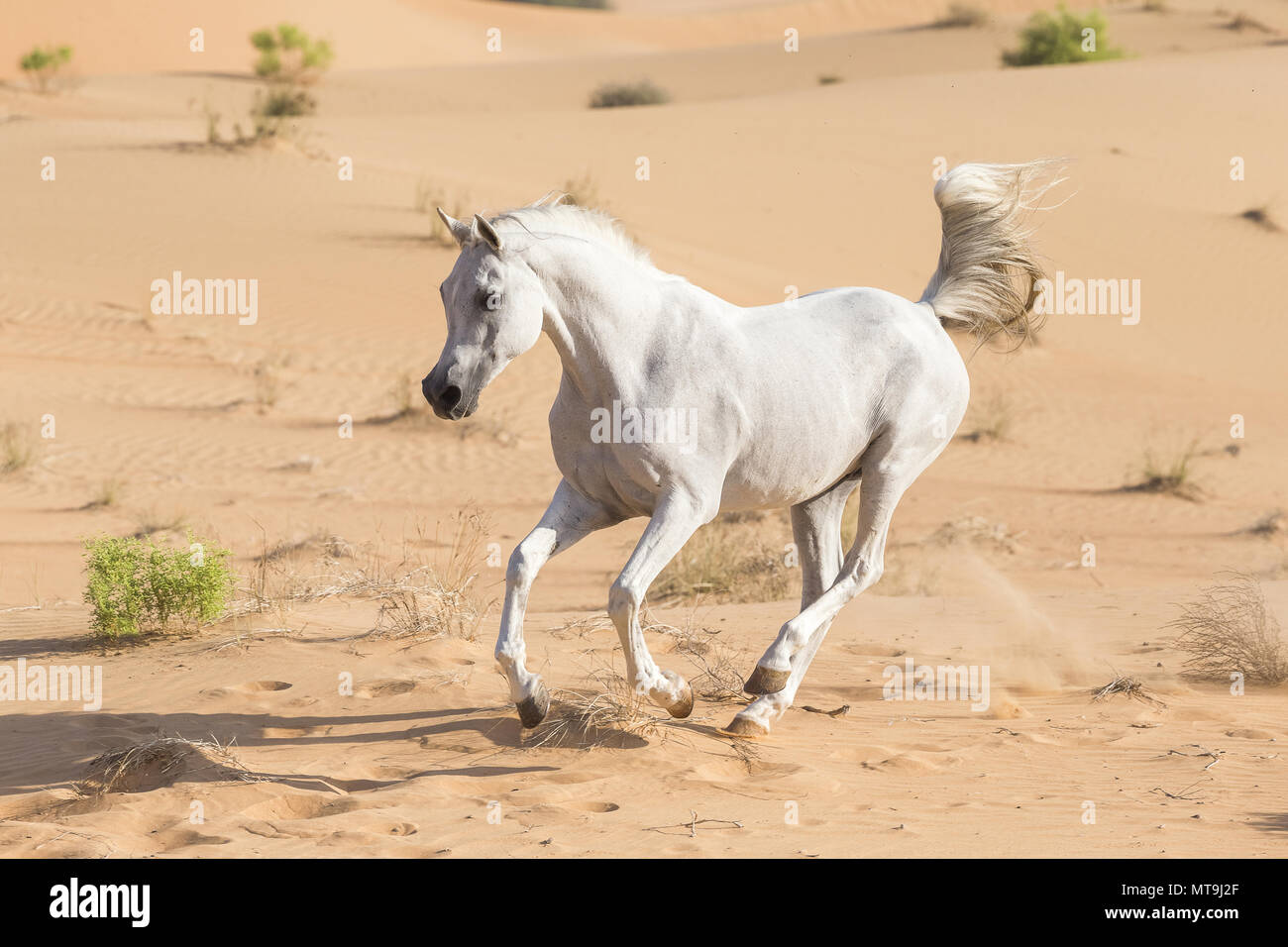 Arabian horse desert hi-res stock photography and images - Alamy