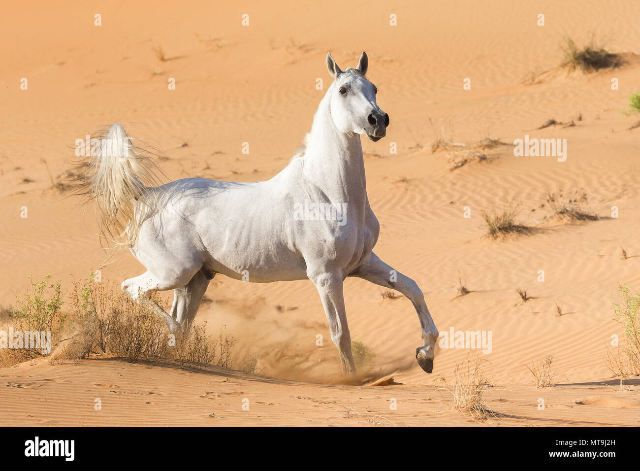 Arabian Horse. Gray adult galloping in the desert. Abu Dhabi Stock ...