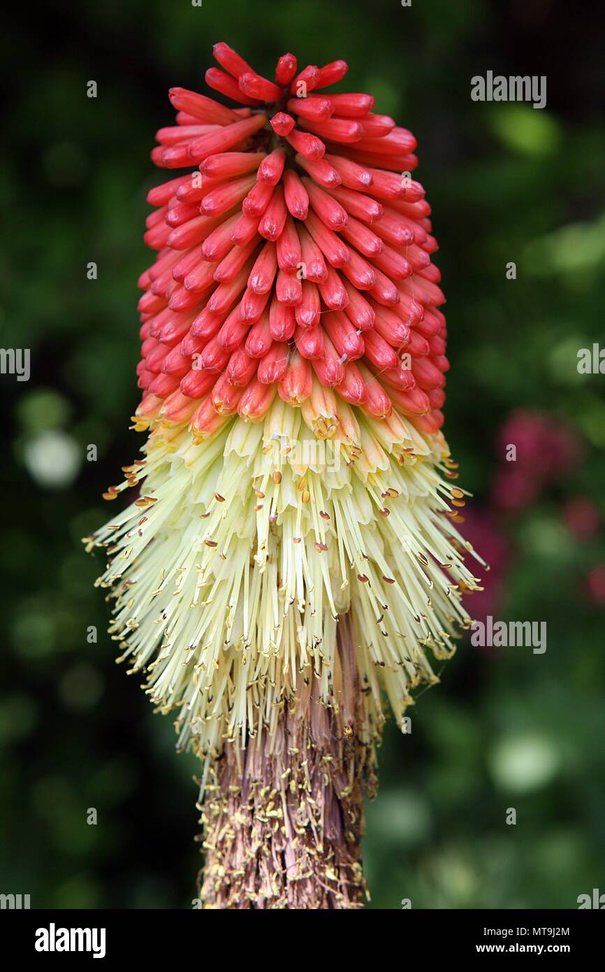 Niphofia hi-res stock photography and images - Alamy