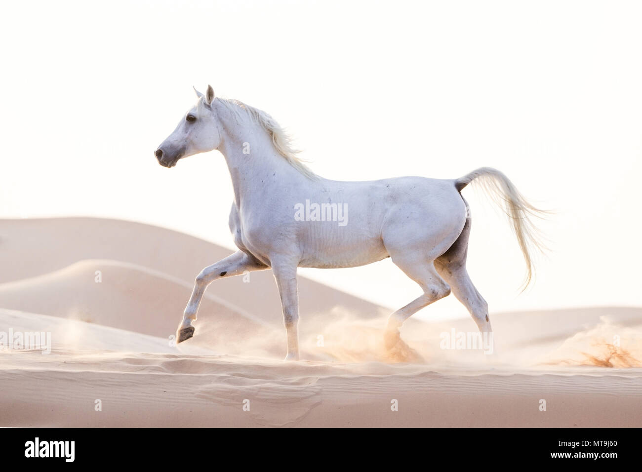 Arabian Horse. Gray adult trotting in the desert. Abu Dhabi Stock Photo ...
