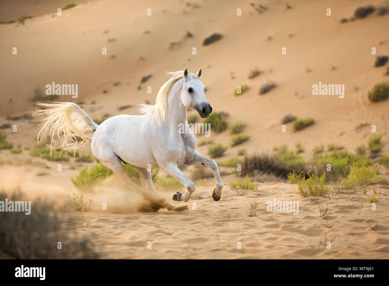 Arabian Horse Galloping In Sand Stock Photos & Arabian Horse Galloping ...