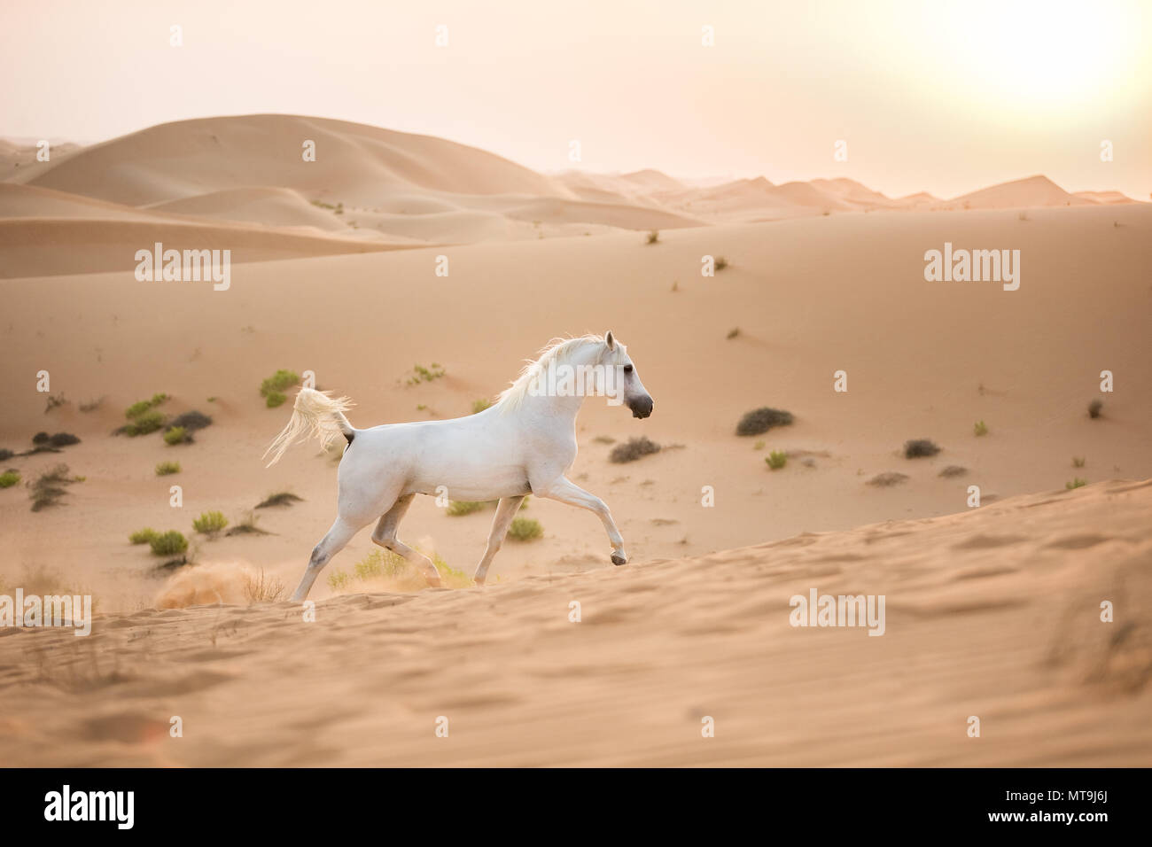 Arabian Horse. Gray adult trotting in the desert. Abu Dhabi Stock Photo ...