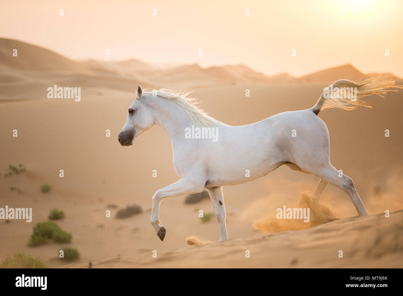 Arabian Horse. Gray adult trotting in the desert. Abu Dhabi Stock Photo ...