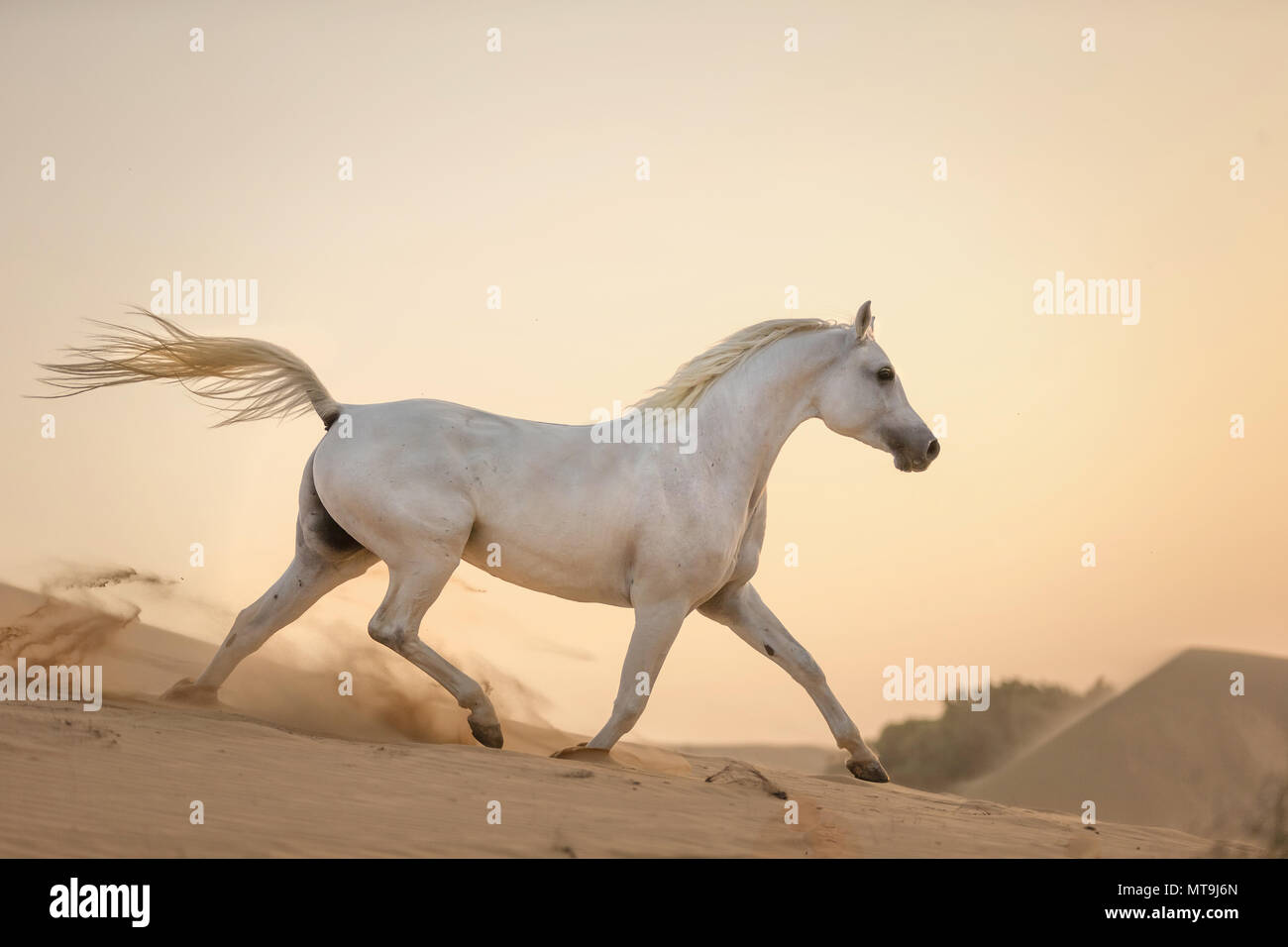 Arabian Horse. Gray adult trotting in the desert. Abu Dhabi Stock Photo ...