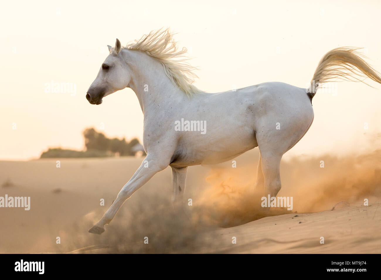 Arabian Horse. Gray adult galloping in the desert. Abu Dhabi Stock ...