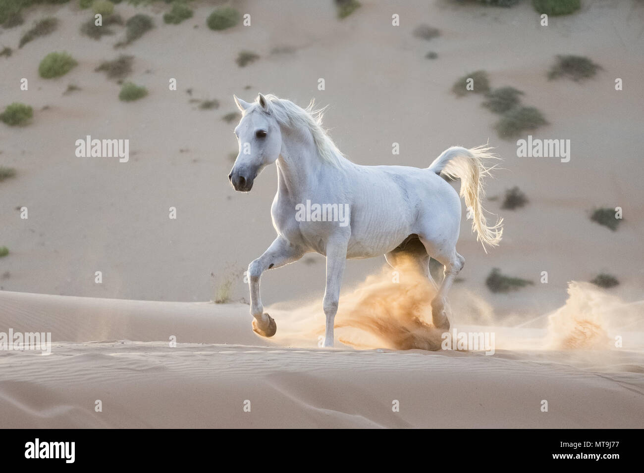 Arabian Horse. Gray adult trotting in the desert. Abu Dhabi Stock Photo ...