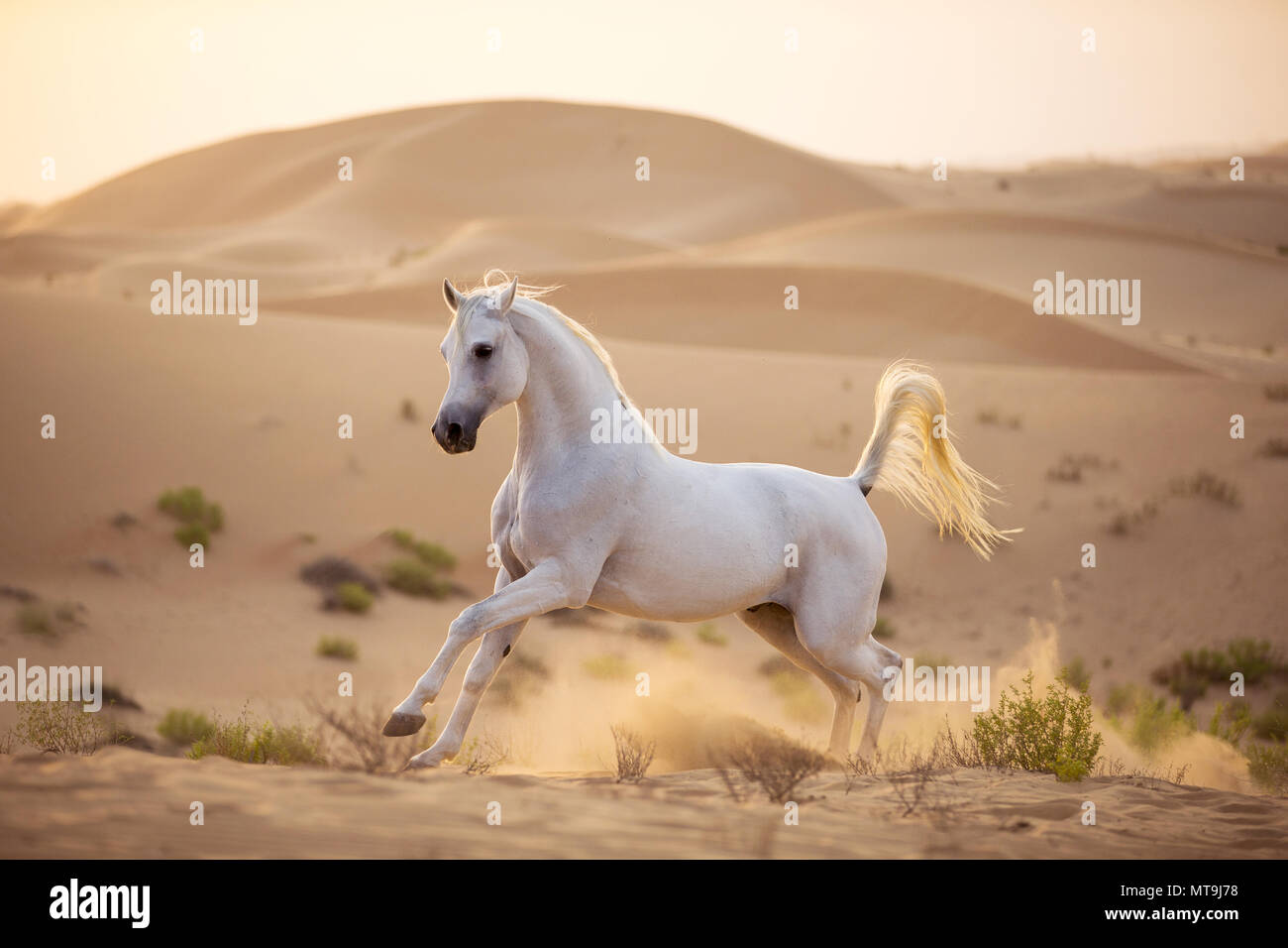 Arabian Horse. Gray adult galloping in the desert. Abu Dhabi Stock ...