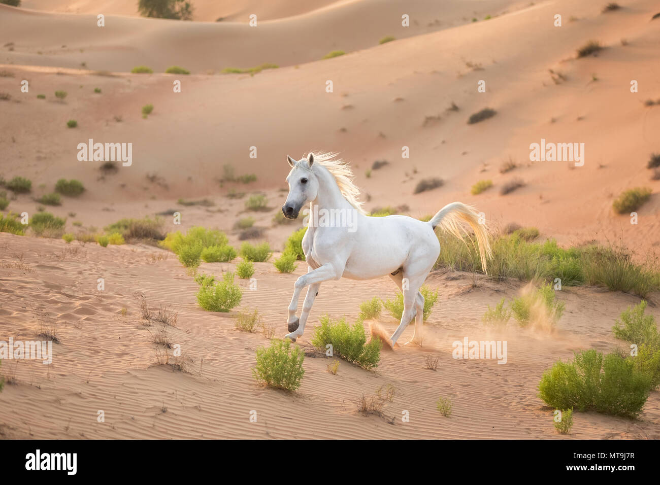 Arabian horse galloping in sand hi-res stock photography and images - Alamy