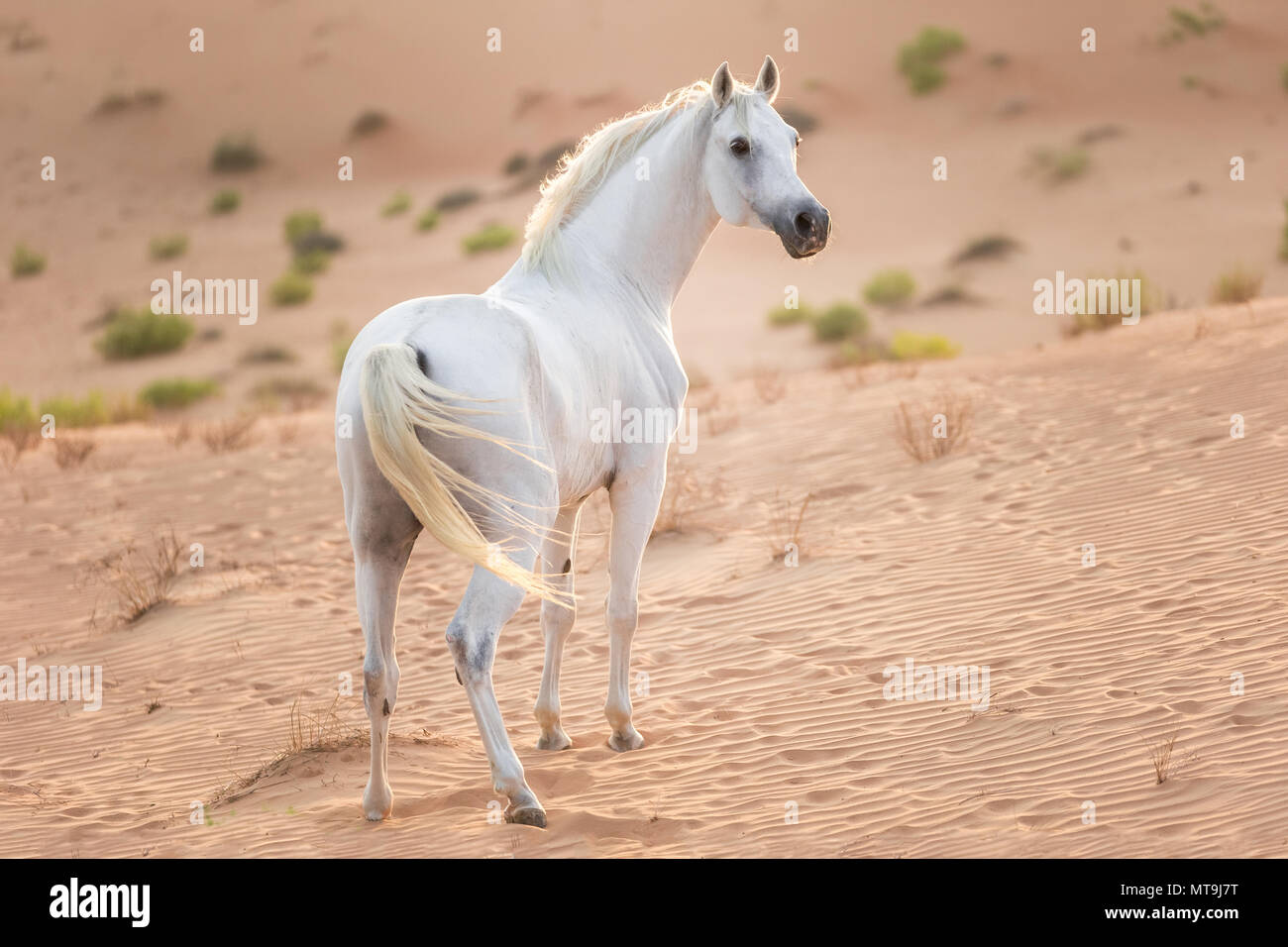 White Arabian Horses In The Desert