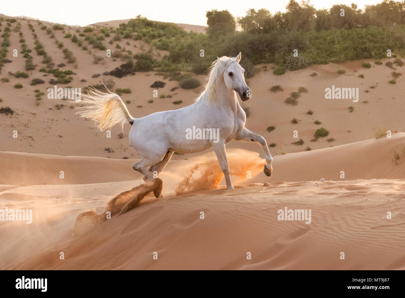 Arabian Horse. Gray adult trotting in the desert. Abu Dhabi Stock Photo ...