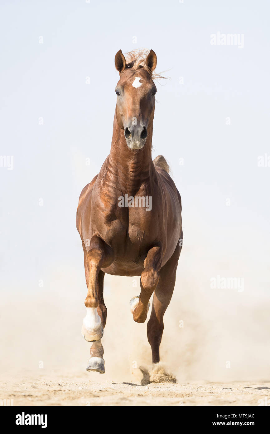 Arabian Horse. Chestnut stallion galloping in the desert. Abu Dhabi ...