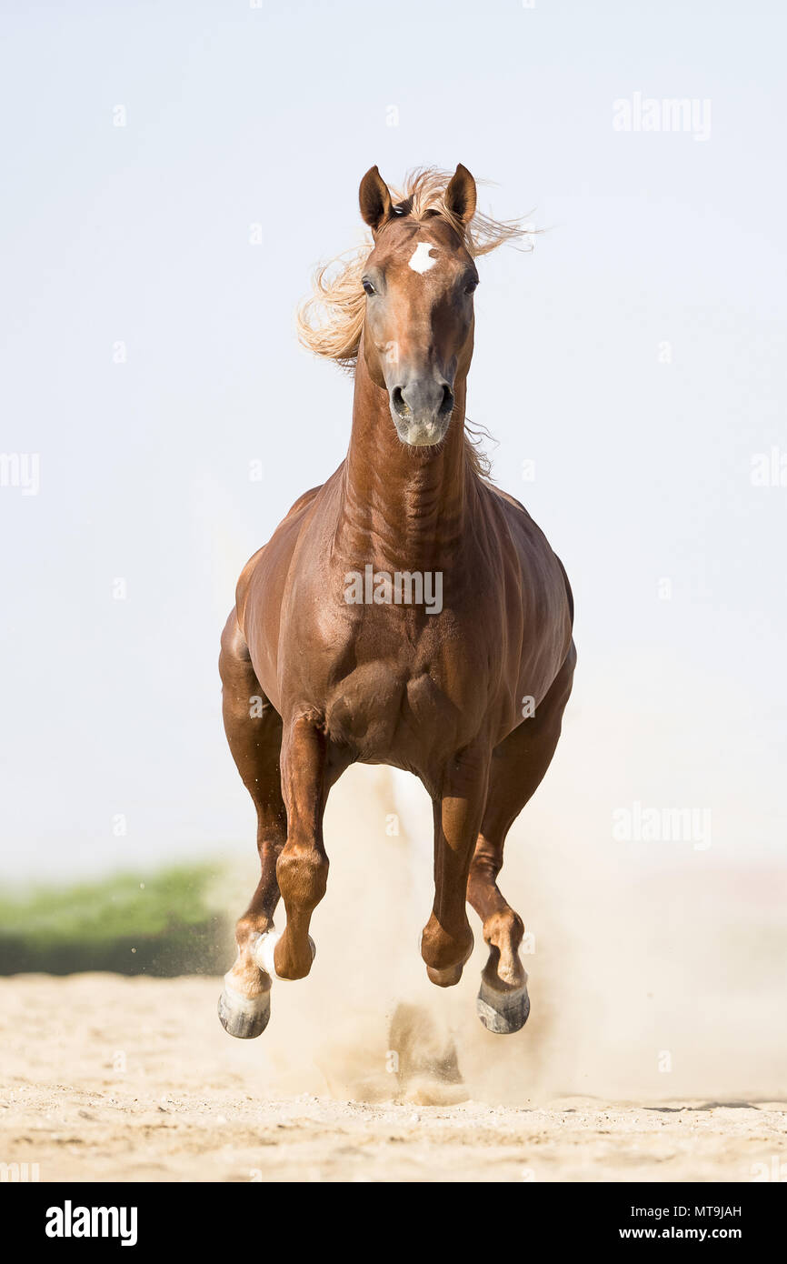 Arabian Horse. Chestnut stallion galloping in the desert. Abu Dhabi ...
