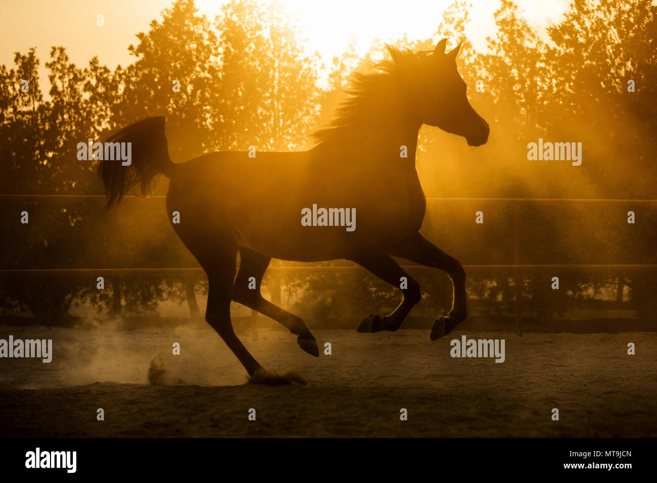 Arabian Horse. Bay adult at sunset, galloping in a paddock. Abu Dhabi ...