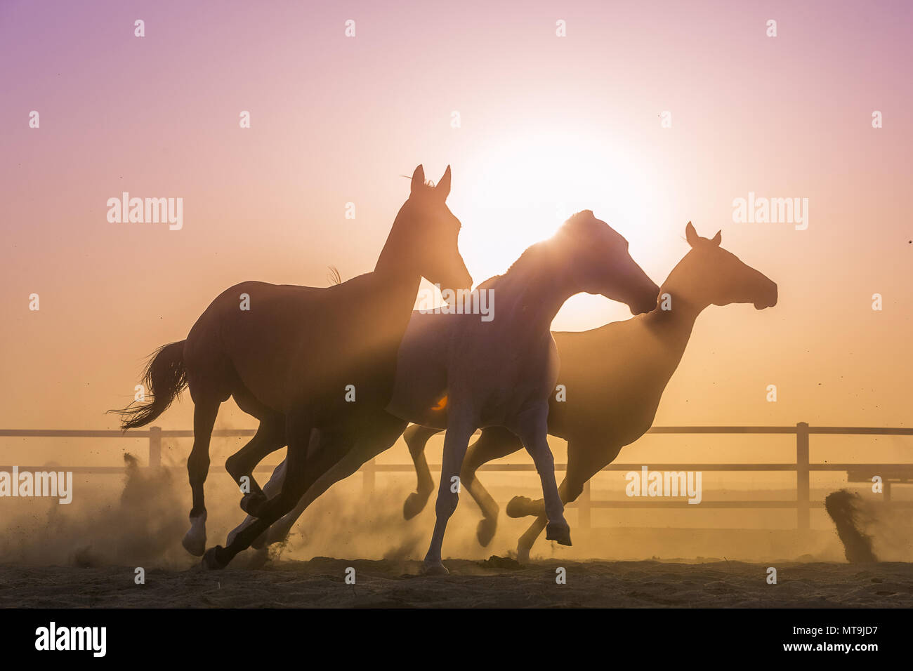 Galloping Horses In The Sunset