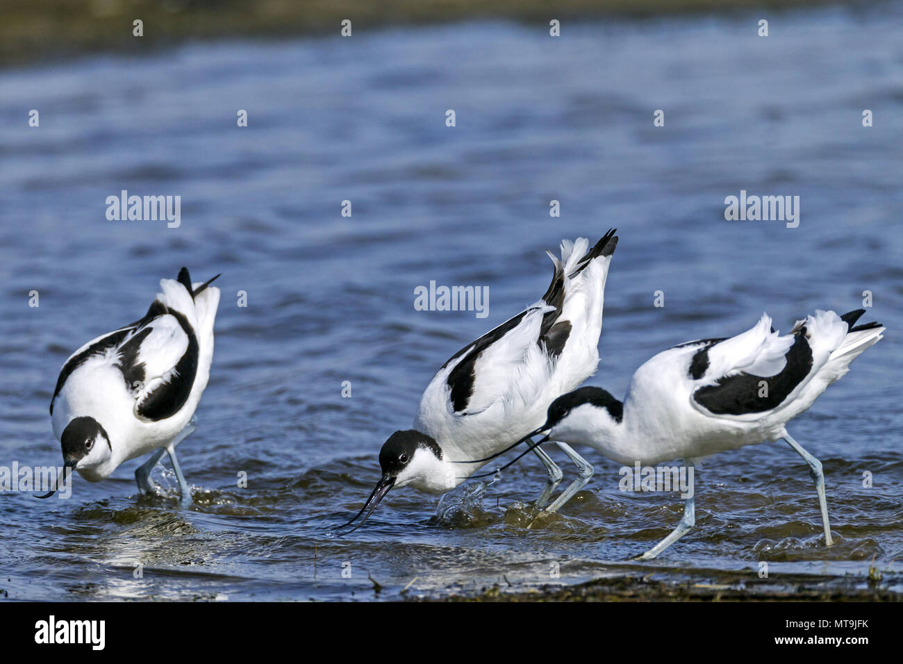 Mating adults hi-res stock photography and images - Alamy