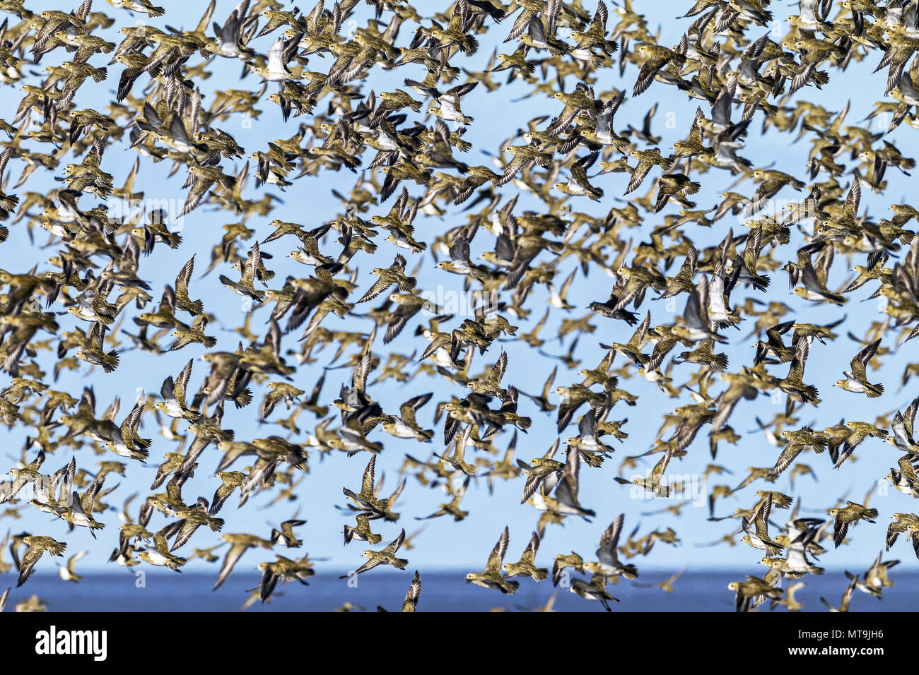Golden plover bird pluvialis apricaria hi-res stock photography and ...