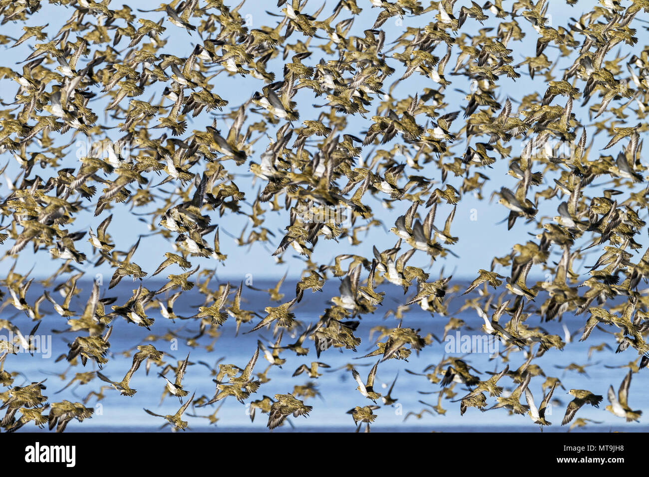 Golden plover pluvialis apricaria hi-res stock photography and images ...
