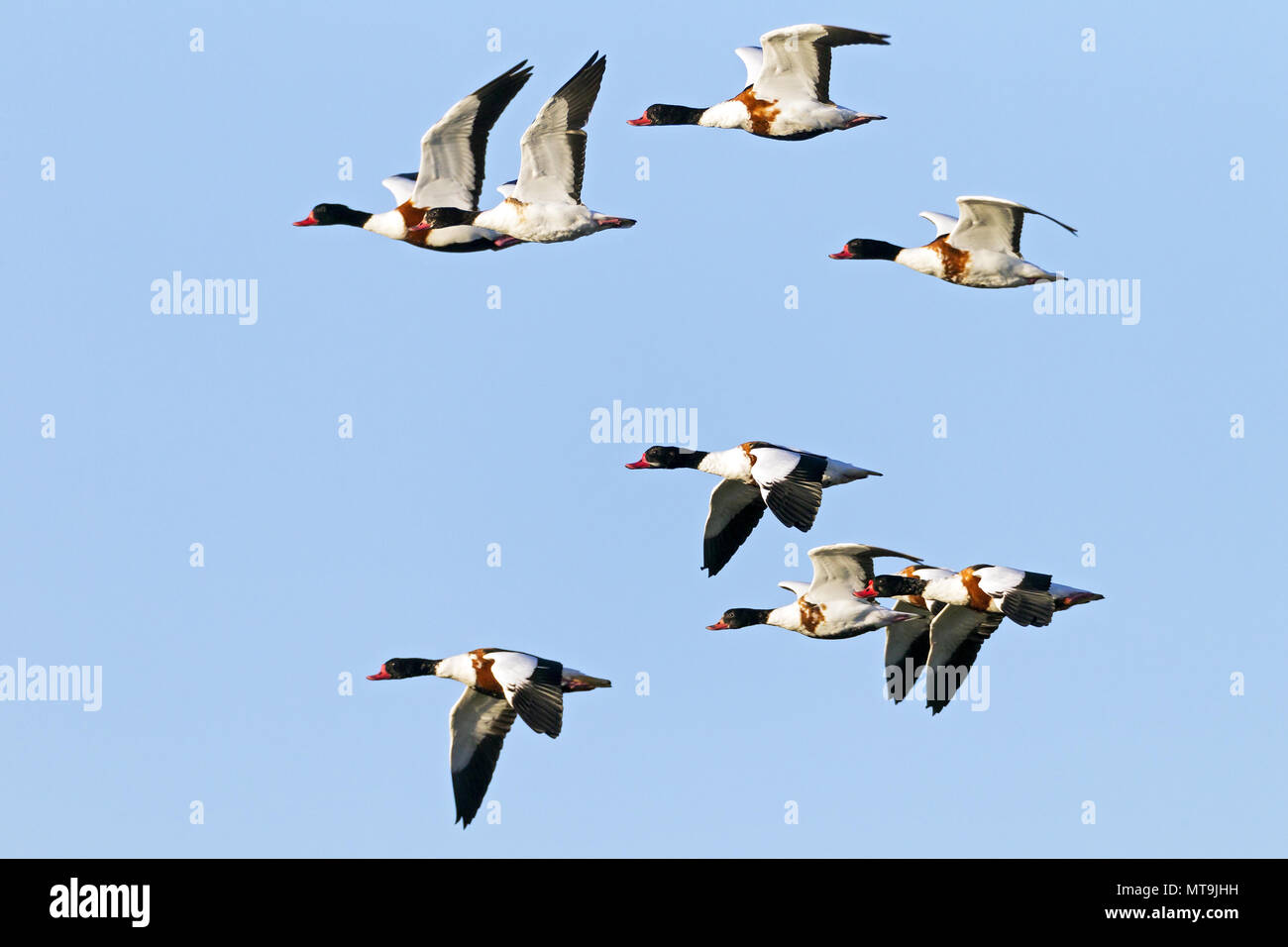 Common Shelduck (Tadorna tadorna). Flock in flight. Germany Stock Photo ...