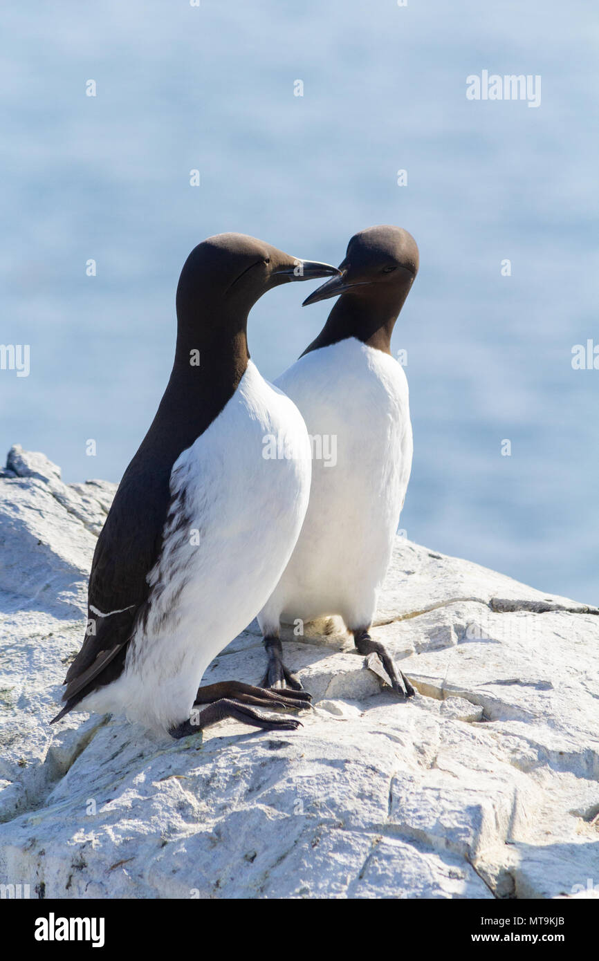 Guillemots britain hi-res stock photography and images - Alamy