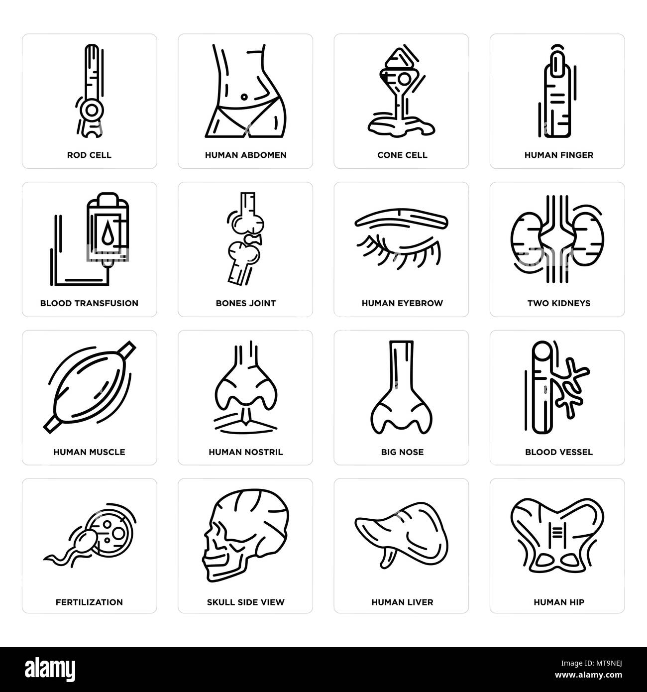 Rod and cone cells Black and White Stock Photos & Images - Alamy