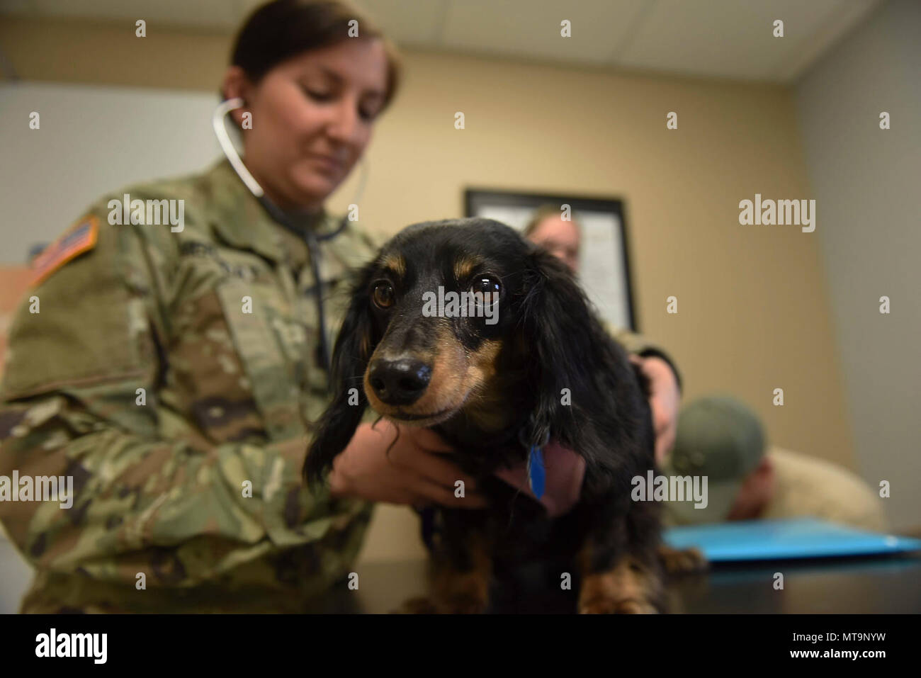 Veterinary corps of the united states army hi-res stock photography and ...