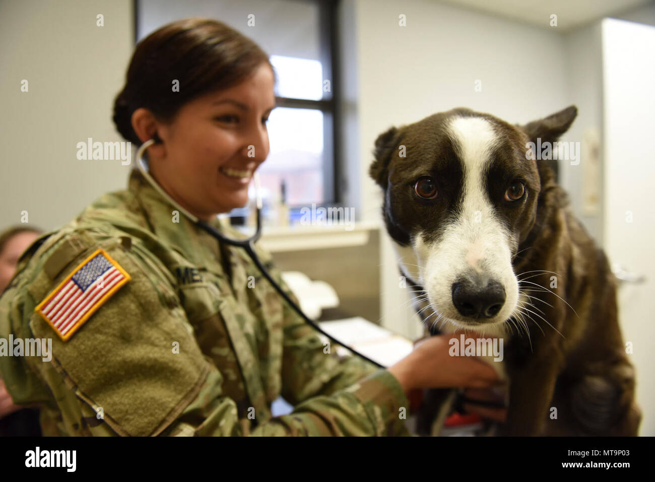Veterinary corps of the united states army hi-res stock photography and ...