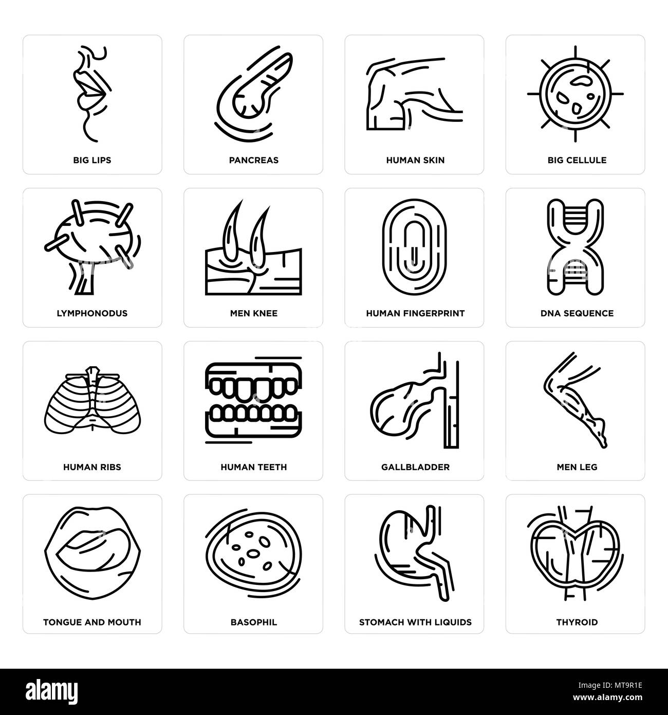 Set Of 16 simple editable icons such as Thyroid, Stomach with Liquids ...