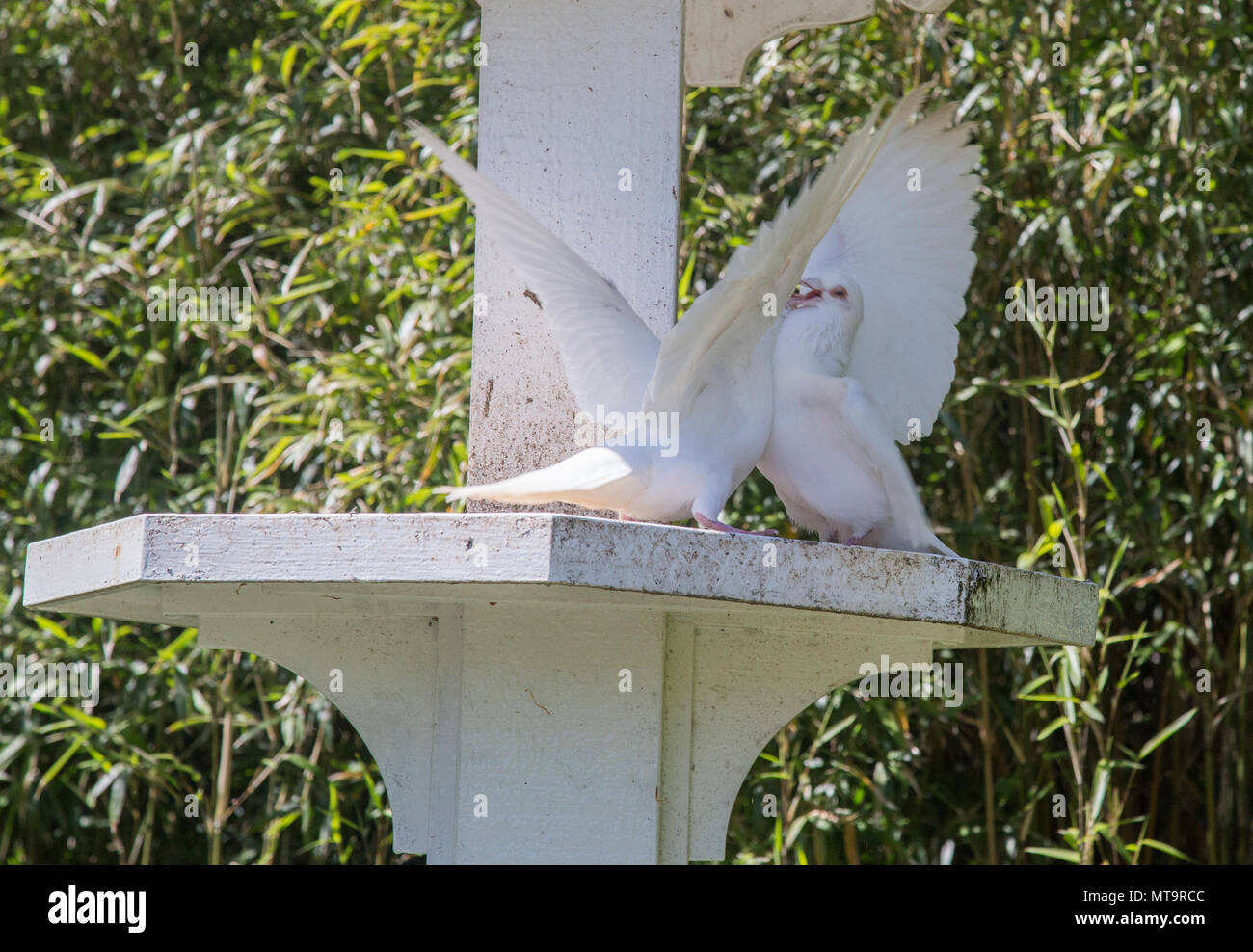 Shelf two flying birds hi-res stock photography and images - Alamy