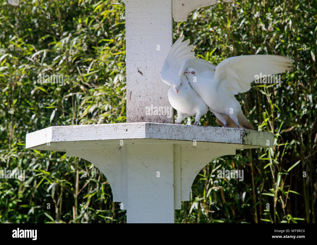 White dovecote with white doves engaged in courting behaviour Stock ...